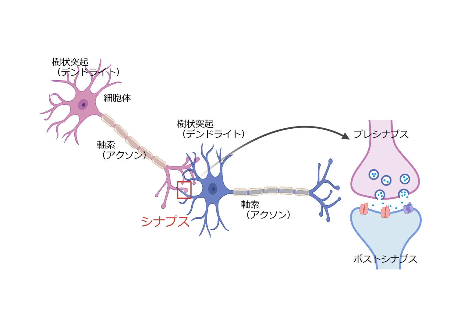シナプスを見つめ続けた先に見えてきたこと―生命生物科学科・萩原明准教授に聞く― | 創域理工学部｜東京理科大学